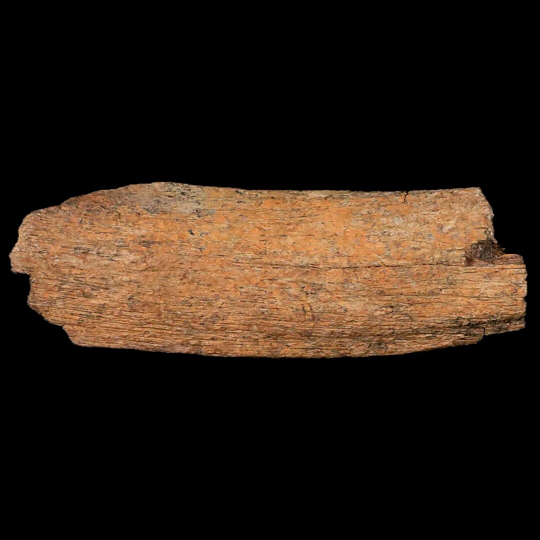 3.9" Lambeosaurus Fossil Rib Bone Judith River Formation Montana ...