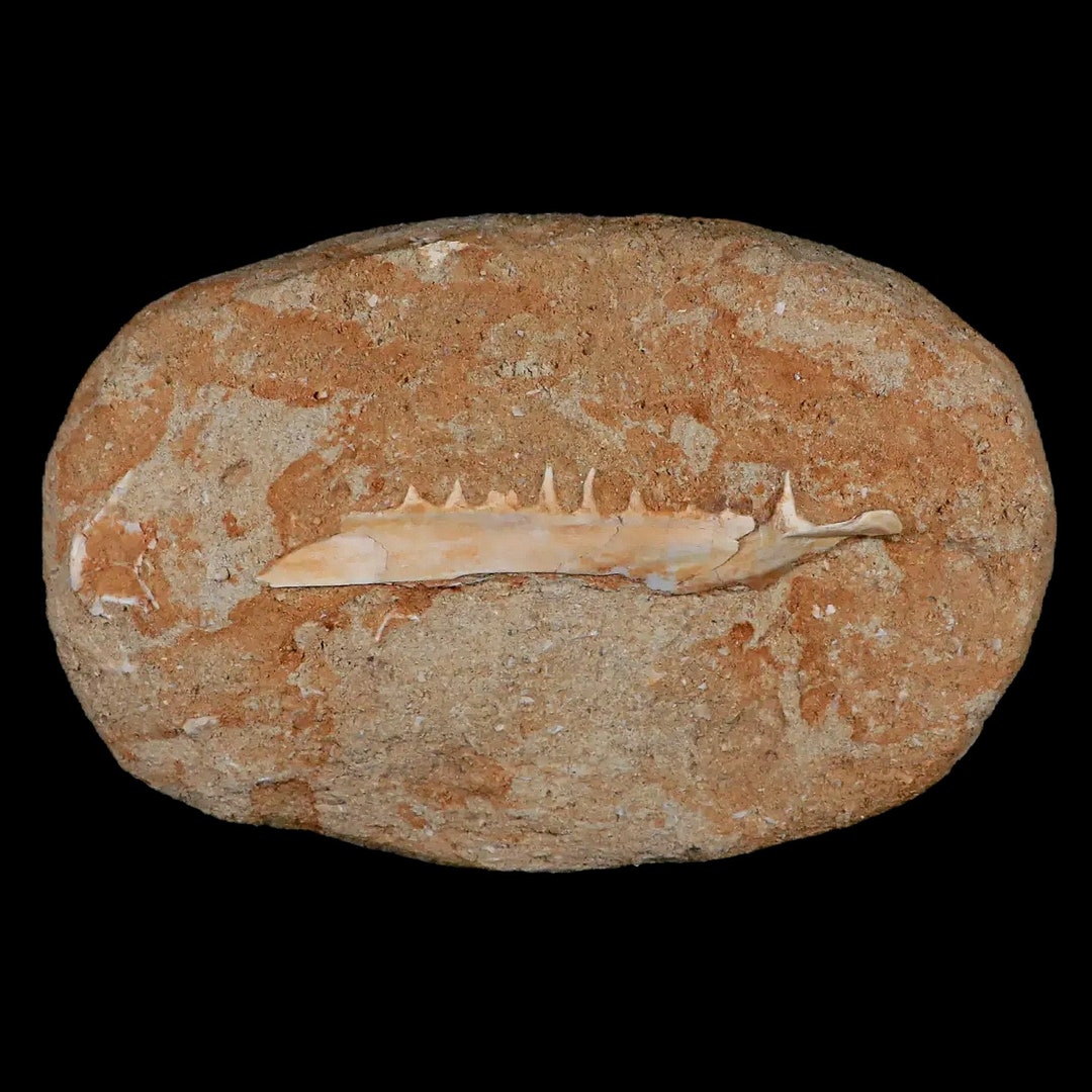 3.3" Saber Toothed Herring Fossil Tooth Jaw Section Enchodus Libycus ...