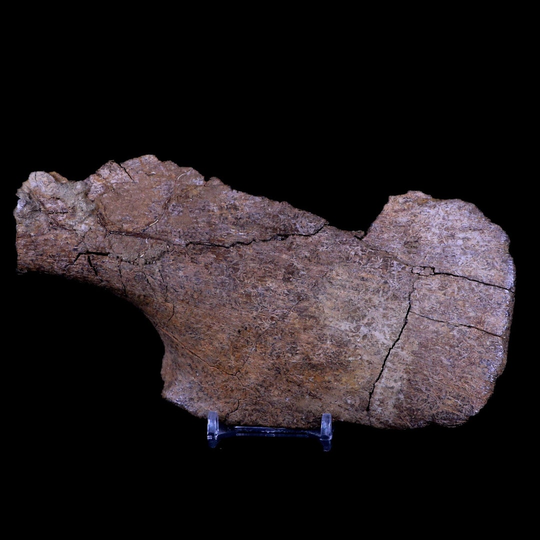 7" Edmontosaurus Fossil Jaw Section Bone Lance Creek Formation ...