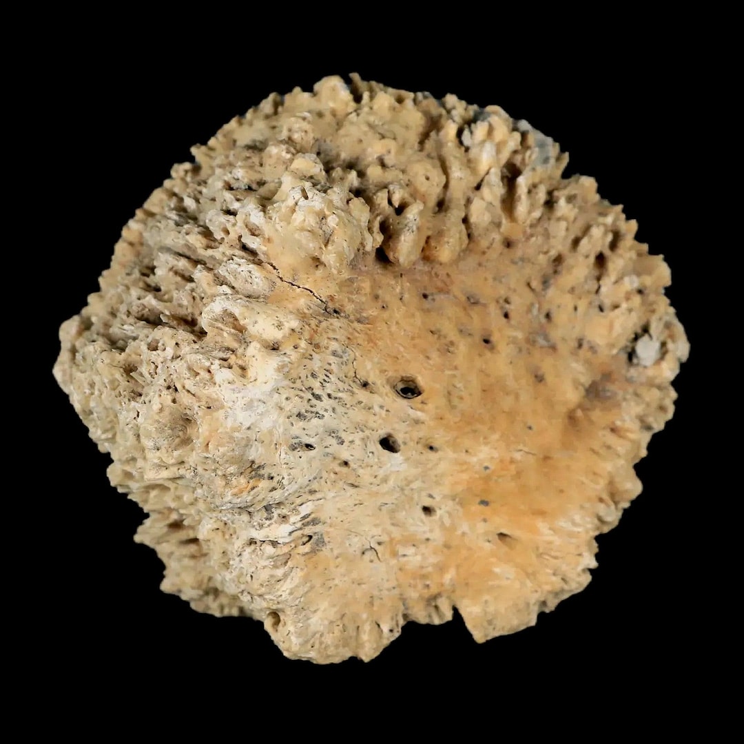 3" Glyptodon Fossil Osteoderm Scute Plate Bony Armor Pleistocene Age ...