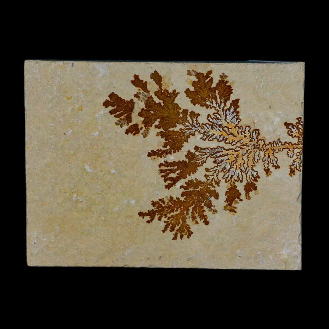 3.1" Pyrolusite Dendritic Sandstone Solnhofen Upper Jurassic Age West ...