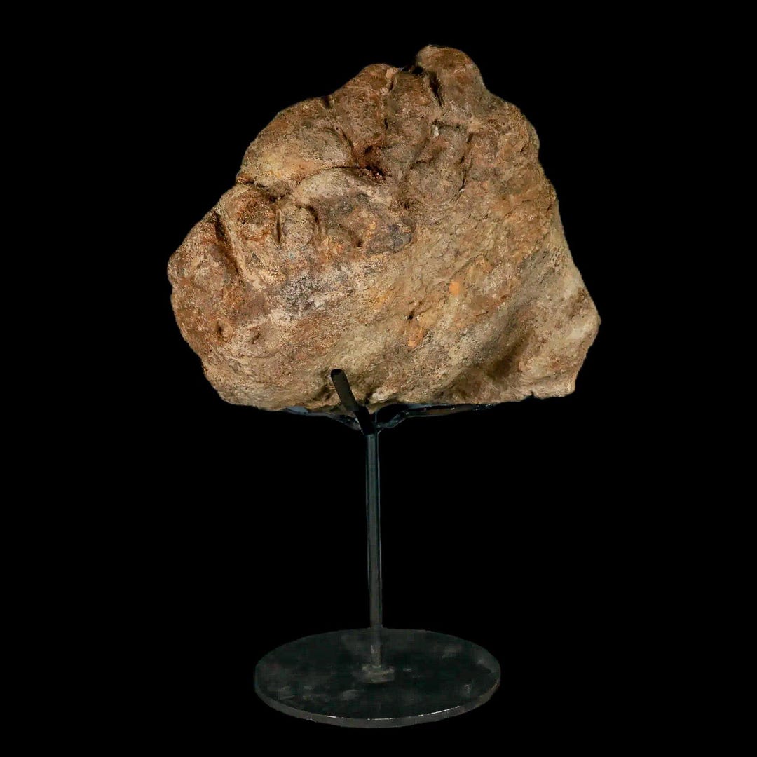 7" Diplodocus Dinosaur Fossil Limb Bone Morrison Formation Wyoming ...