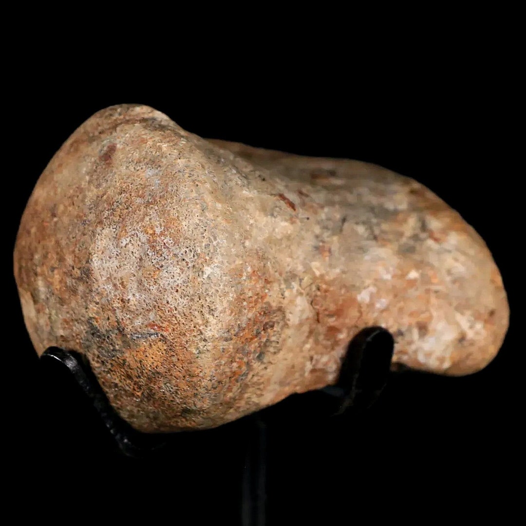 2.3 Mosasaur Fossil Vertebrae Cretaceous Dinosaur Era Texas Oza ...