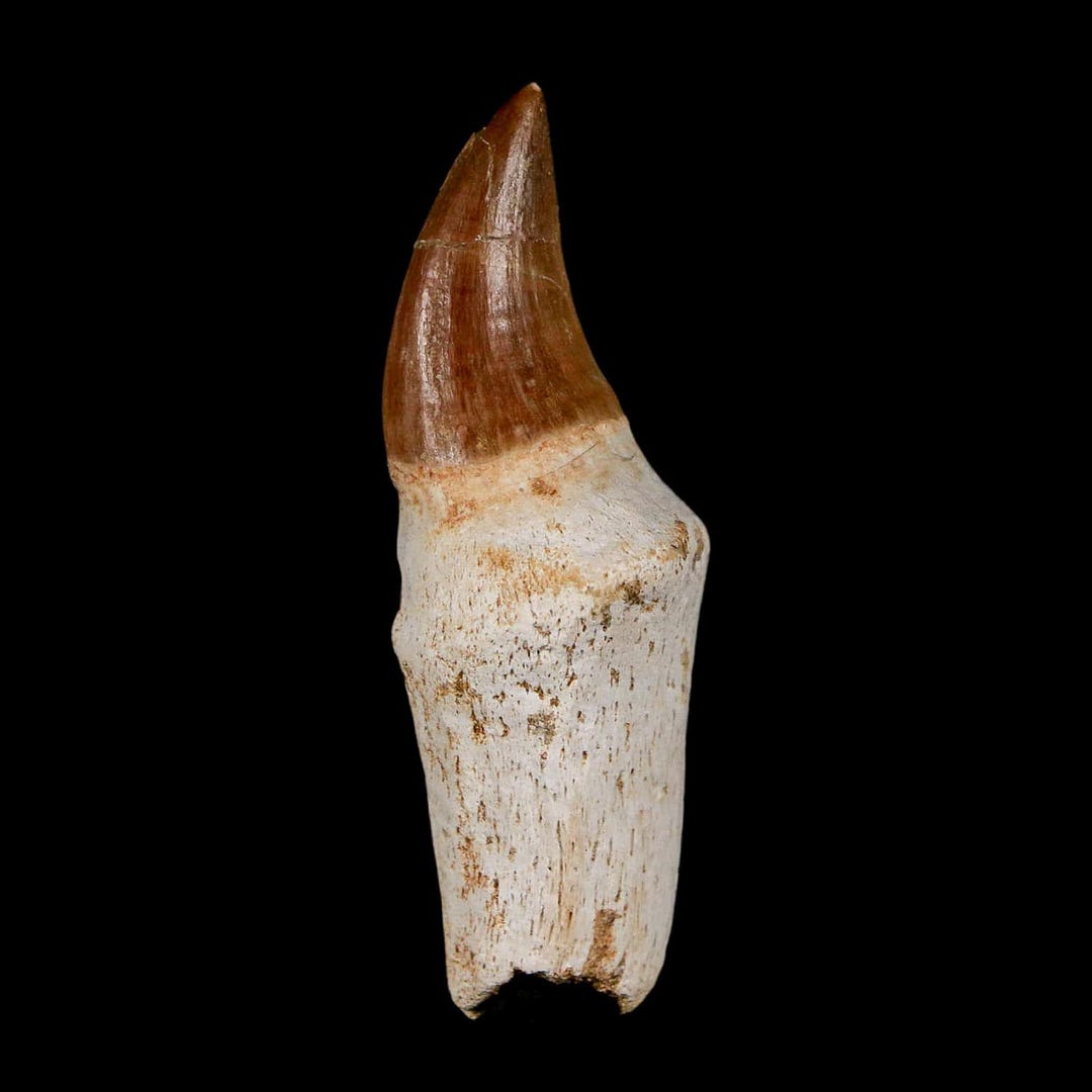 2.4" Halisaurus Walkeri Mosasaur Fossil Tooth Rooted Cretaceous ...
