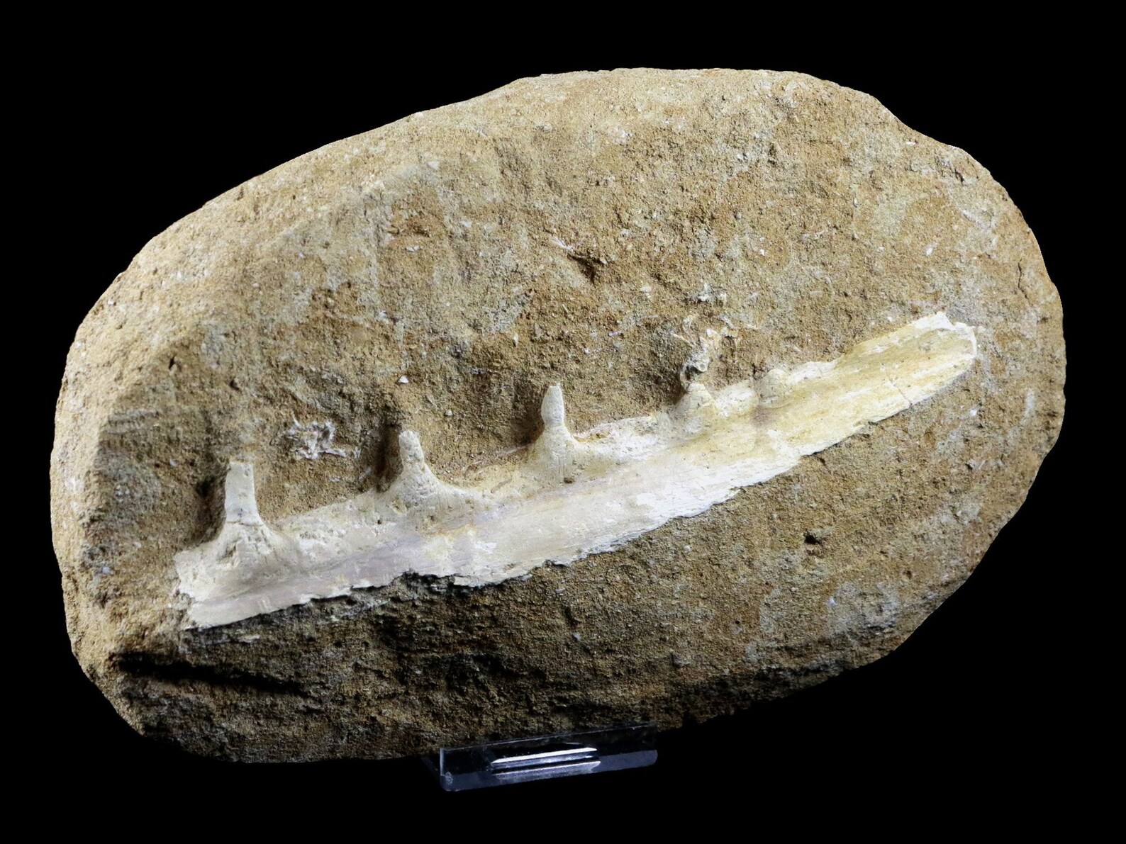 XL Saber Toothed Herring Fossil Fish Jaw Fang Teeth in Matrix - Etsy