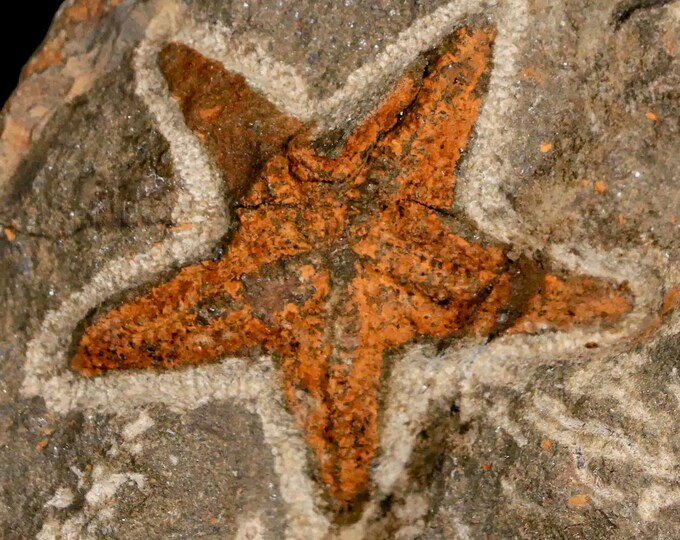 44MM Brittlestar Petraster Starfish Fossil Ordovician Age Blekus ...