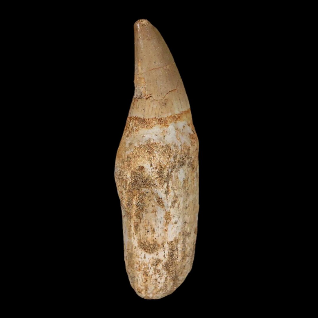 2.4 Halisaurus Mosasaur Fossil Tooth Rooted Cretaceous Dinosaur Era ...