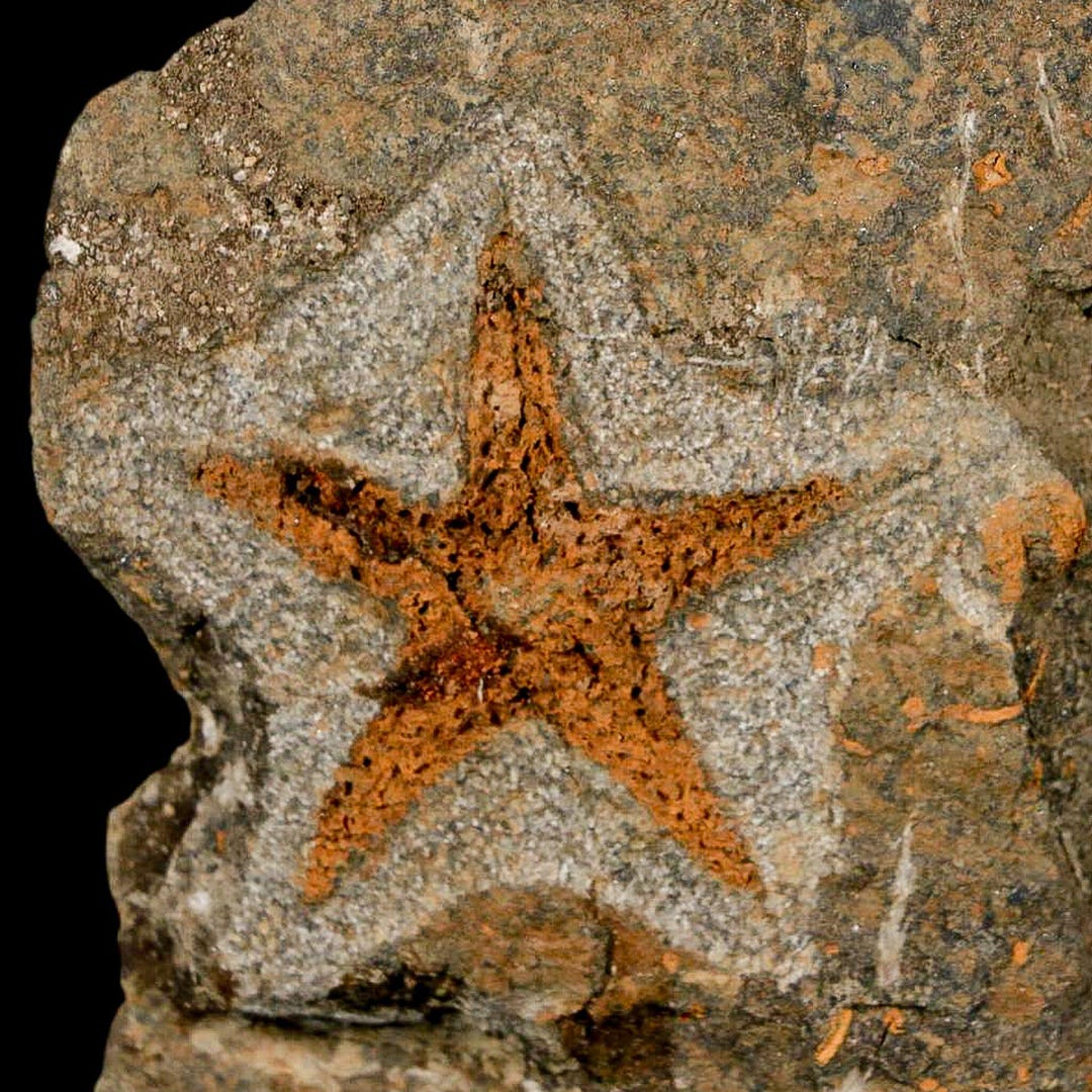 43MM Brittlestar Petraster Starfish Fossil Ordovician Age Blekus ...