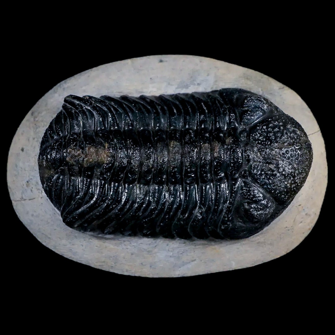 2.5" Moroccops Trilobite Fossil Devonian Morocco 400 Million Years Old ...