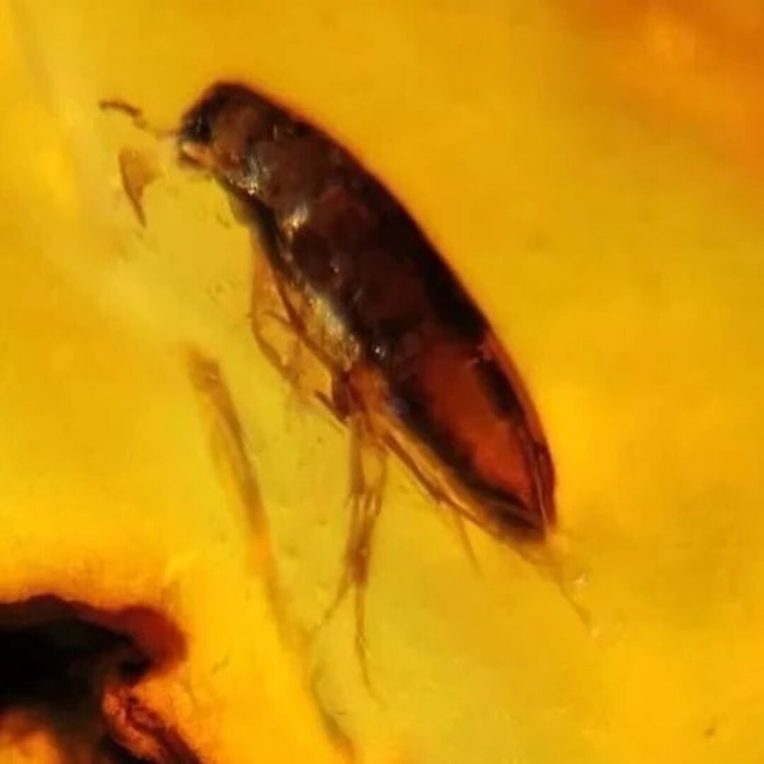 Burmese Insect Amber Coleoptera Beetle Bug Fossil Cretaceous Bermite ...