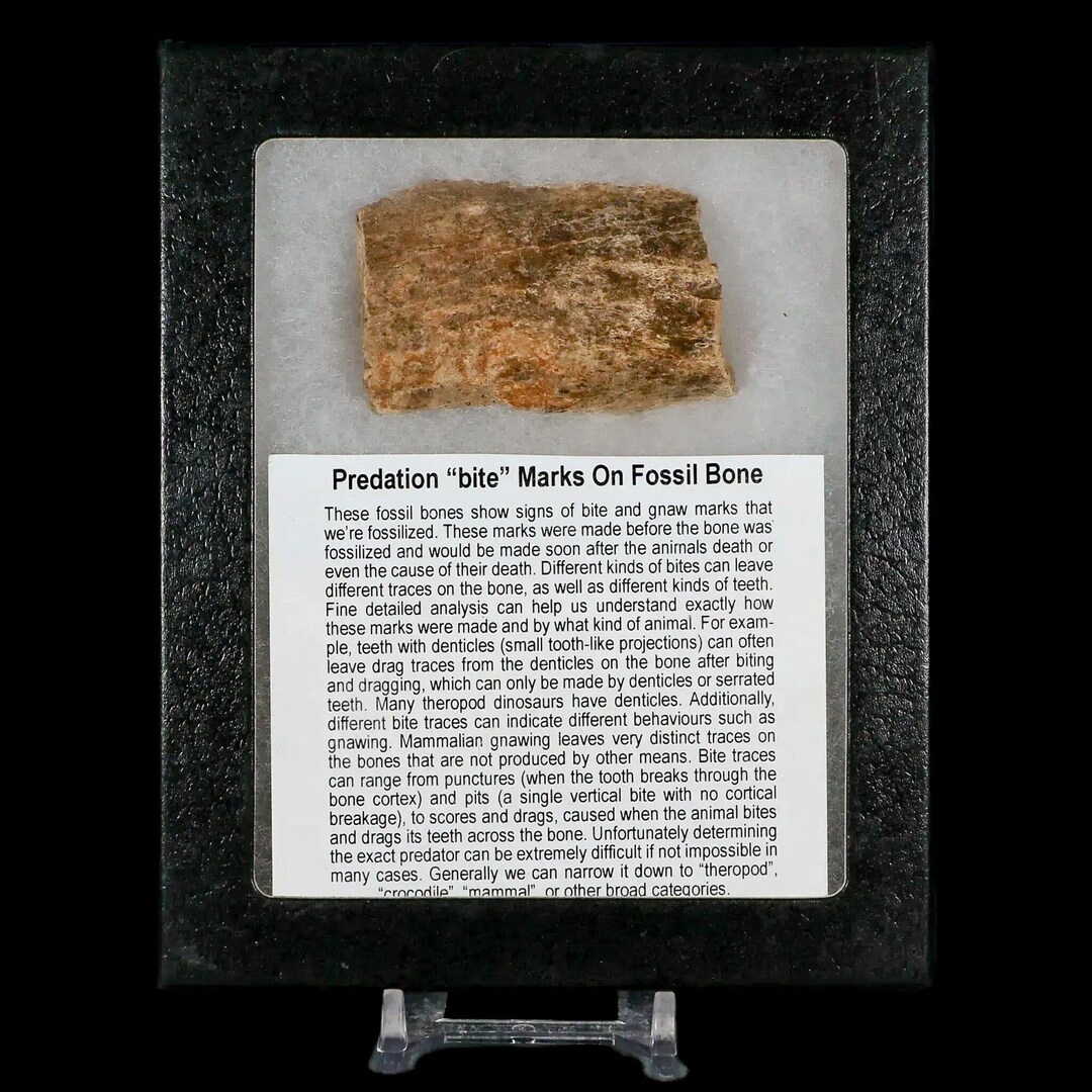 2.2 Rare Hadrosaurus Fossil Dinosaur Bite Mark Fossil Bone Cretaceous ...