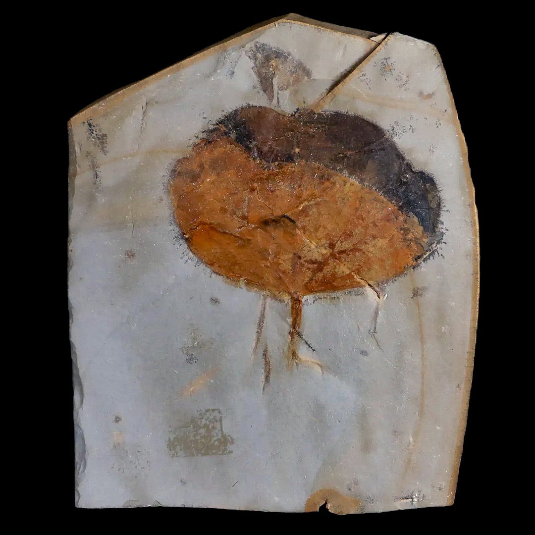 1.9" Zizyphoides Flabellum Fossil Plant Leaf Fort Union Formation ...