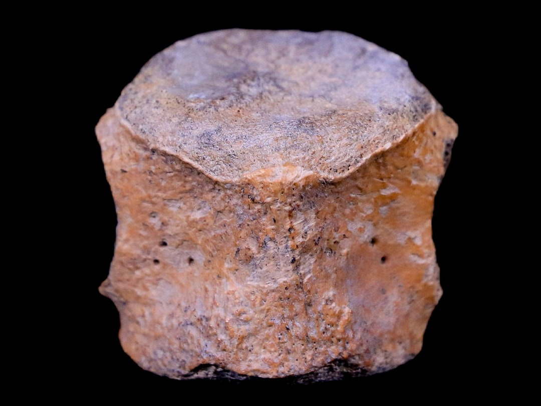 1 Champsosaurus Gigas Reptile Vertebrae Cretaceous Hell - Etsy