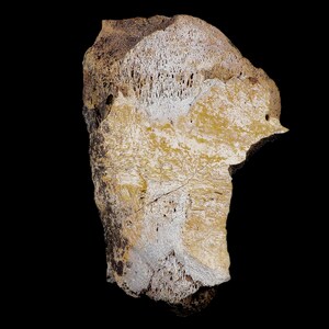 6.5" Torosaurus Bone Marrow Fossil Lance Creek Formation Cretaceous ...