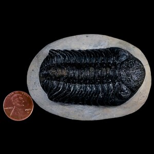 2.5" Moroccops Trilobite Fossil Devonian Morocco 400 Million Years Old ...