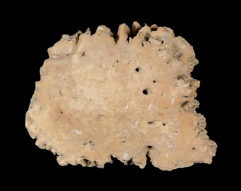 1.9" Glyptodon Fossil Osteoderm Scute Plate Bony Armor Pliocene Age ...