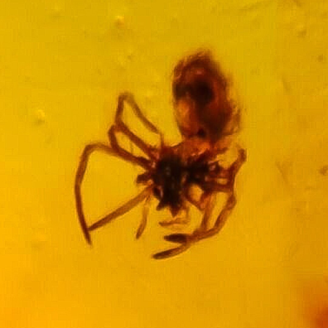 Burmese Insect Amber Arachnida Spider Burmite Fossil Cretaceous ...