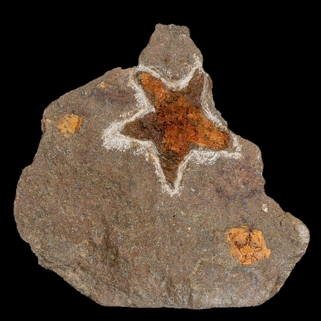 32MM Brittlestar Petraster Starfish Fossil Ordovician Age Blekus ...