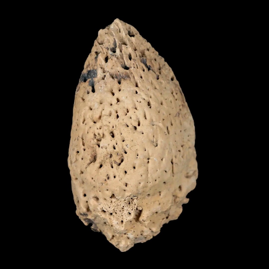 2.5" Glyptodon Fossil Osteoderm Spike Scute Plate Bony Armor ...