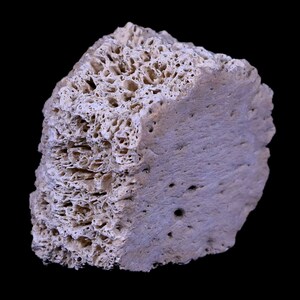 1.8 Glyptodon Fossil Osteoderm Scute Plate Bony Armor 1.2 Ounces ...