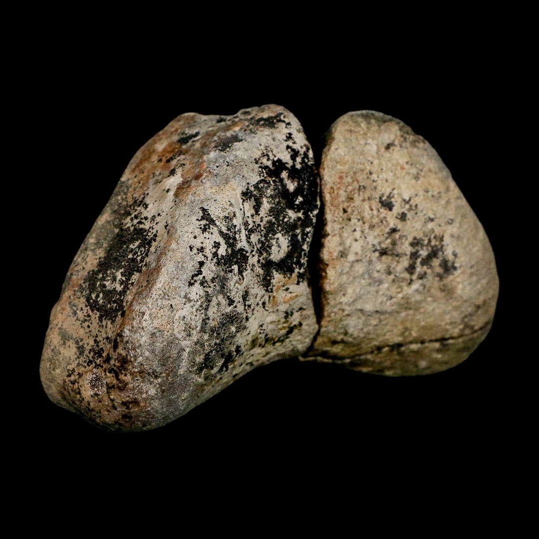 3.1" Hadrosaurus Fossil Toe Bone Lance Creek Formation Dinosaur ...