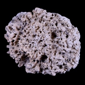 2.1 Glyptodon Fossil Osteoderm Scute Plate Bony Armor Pliocene Age ...