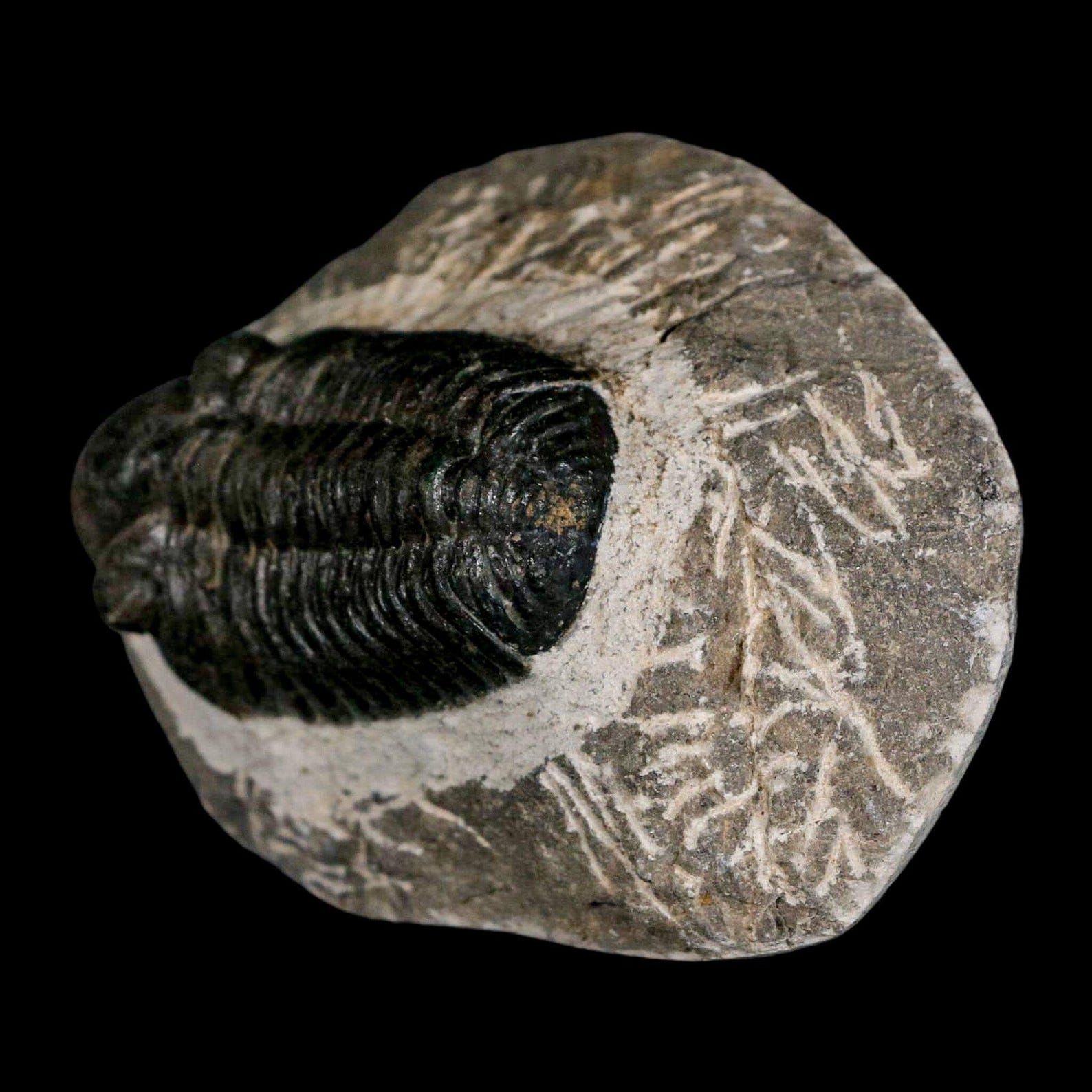 2.2" Moroccops Trilobite Fossil Morocco Devonian Age 400 Mil Yrs Old ...