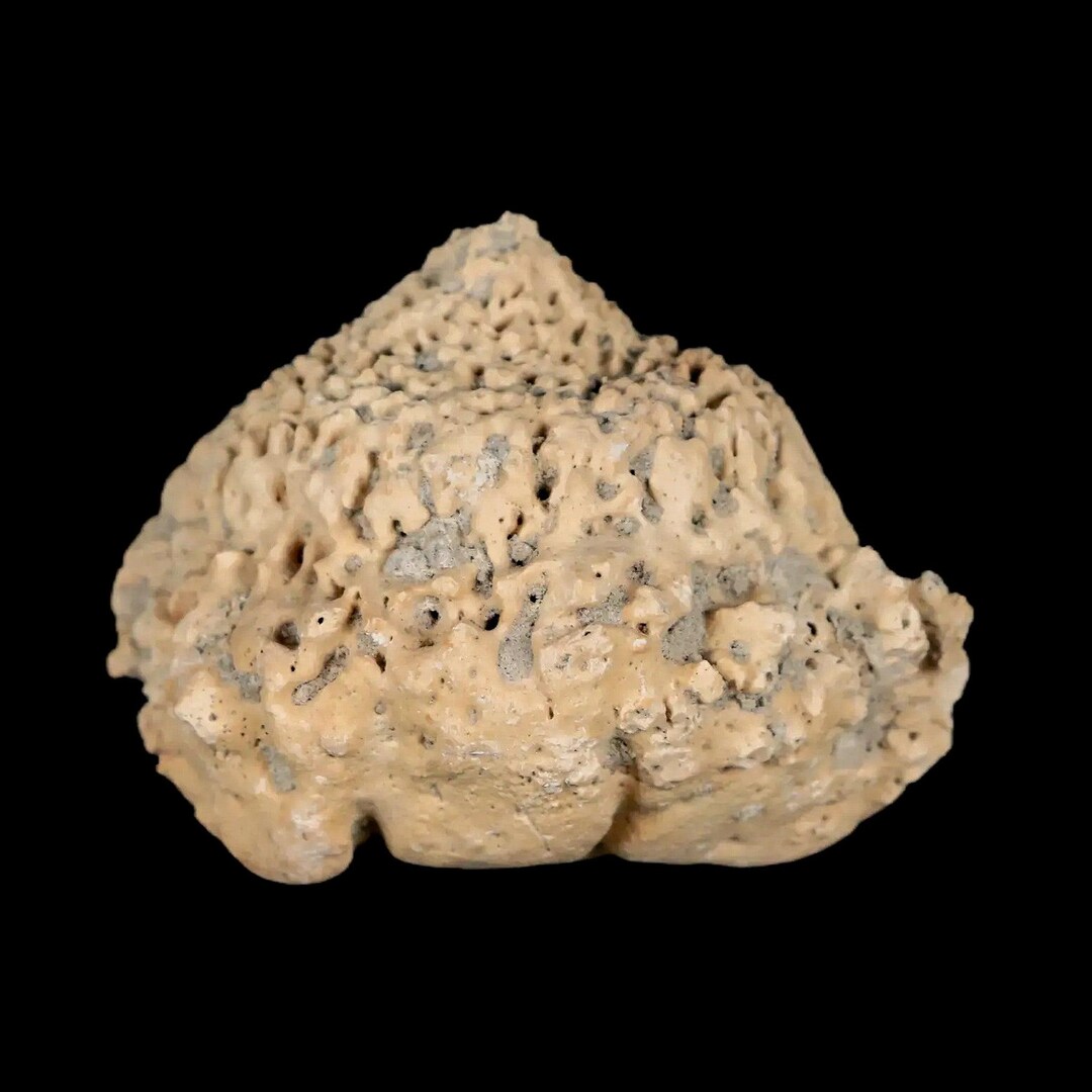 2.2 Glyptodon Fossil Osteoderm Spike Scute Plate Bony Armor Pleistocene ...
