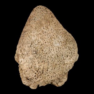 3.4 Glyptodon Fossil Osteoderm Spike Scute Plate Bony Armor Pleistocene ...