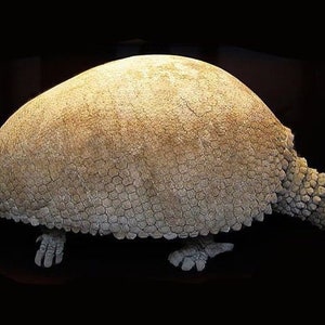 1.8" Glyptodon Fossil Osteoderm Scute Plate Bony Armor 1.1 Ounces ...