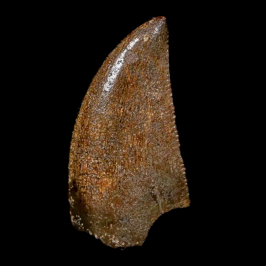 0.9 Majungasaurus Serrated Fossil Tooth Cretaceous Dinosaur Madagascar ...