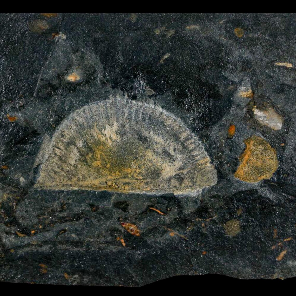 1.7" Fossil Paralenorthis Sp Brachiopod in Matrix Valongo Formation ...