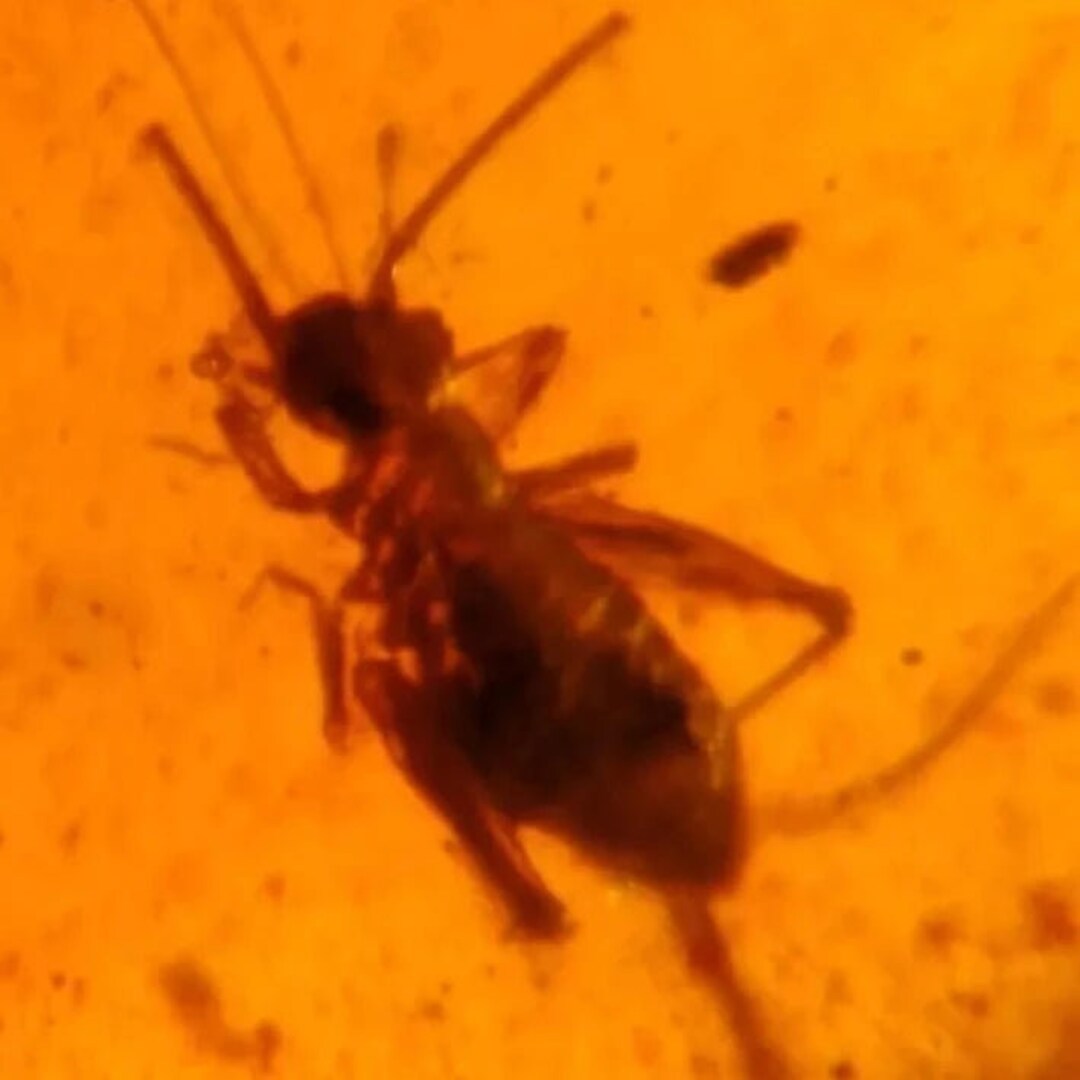 Burmese Insect Amber Cricket Larva Bug Fossil Cretaceous Bermite ...