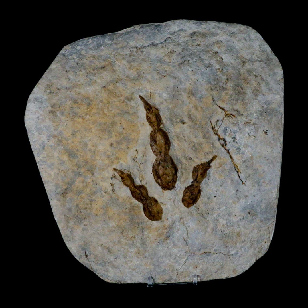 4.3" Grallator Variabilis Dinosaurs Tracks Foot Prints Jurassic Age ...