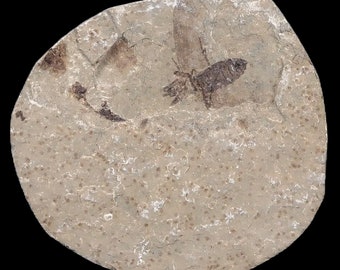 0.4 Detailed Fossil Coleoptera Insect Green River Formation Uintah ...