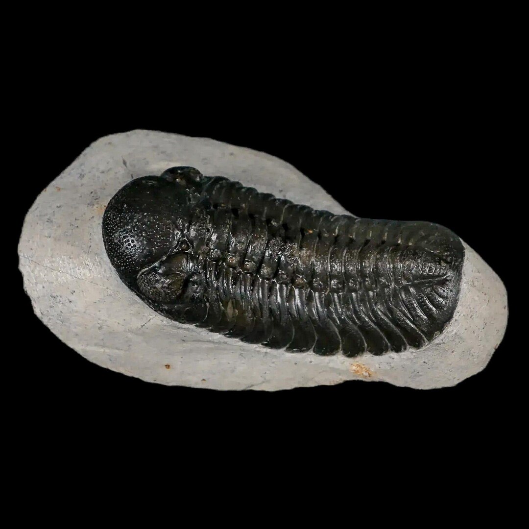 2.5 Moroccops Trilobite Fossil Devonian Morocco 400 Million Years Old ...