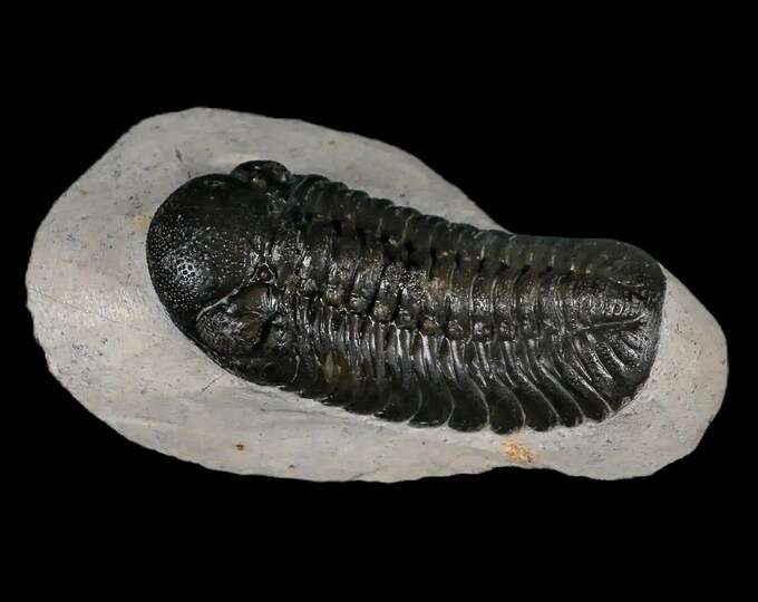 Devonian Trilobite Fossil, Gerastos Trilobite Specimen, 380 Million ...