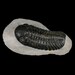 2.5 Moroccops Trilobite Fossil Devonian Morocco 400 Million Years Old ...