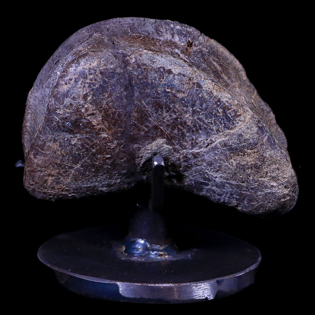 3 Edmontosaurus Fossil Toe Bone Lance Creek Formation Late Cretaceous ...