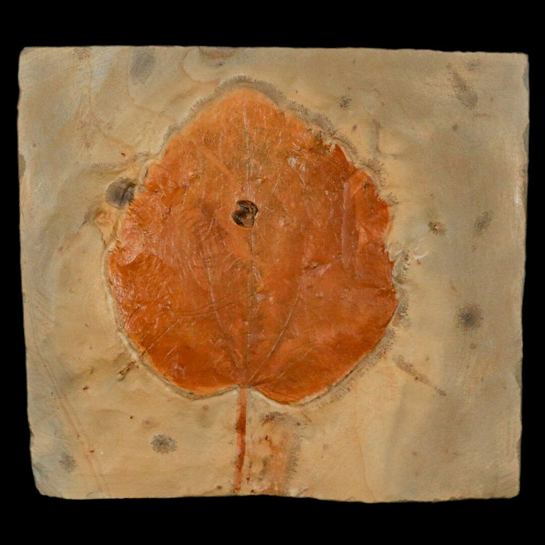 2.9" Zizyphoides Flabellum Fossil Plant Leaf Fort Union Glendive ...