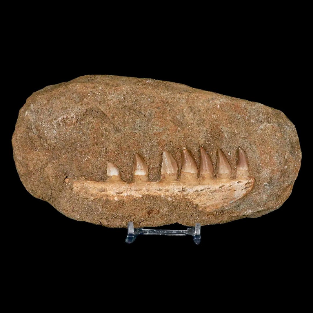 7 Mosasaur Platecarpus Fossil Jaw Section Teeth Oued Zem Morocco ...