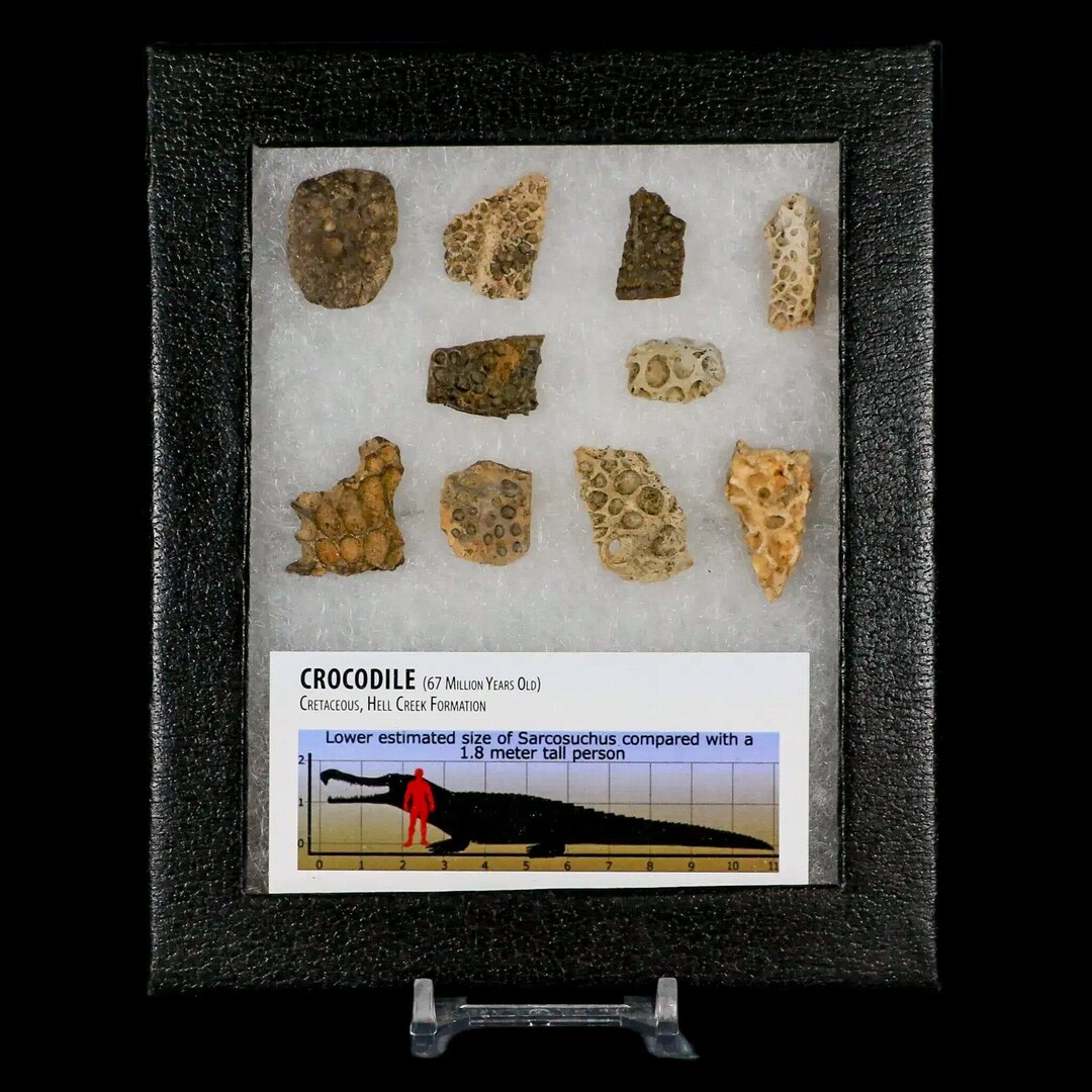 Crocodile Scute Armor Dermal Plates Dinosaur Age Hell Creek Formation ...