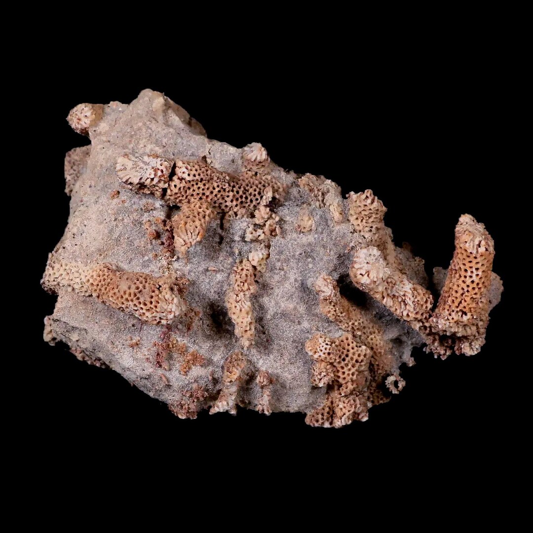 3.5 Thamnopora SP Coral Fossil Coral Reef Devonian Age Verde Valley ...