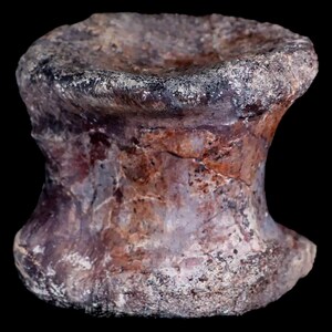 2.3" Phytosaur Fossil Vertebrae Bone Late Triassic Age Archosaur Chinle ...