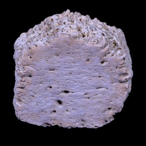1.8 Glyptodon Fossil Osteoderm Scute Plate Bony Armor 1.2 Ounces ...