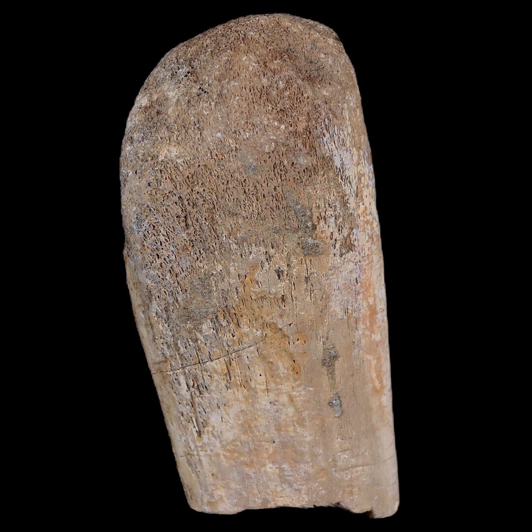 3" Maiasaura Hadrosaur Dinosaur Radius Bone Fossil Two Medicine ...