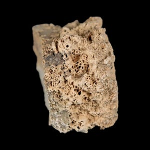 1.6" Glyptodon Fossil Osteoderm Scute Plate Bony Armor Pleistocene Age ...