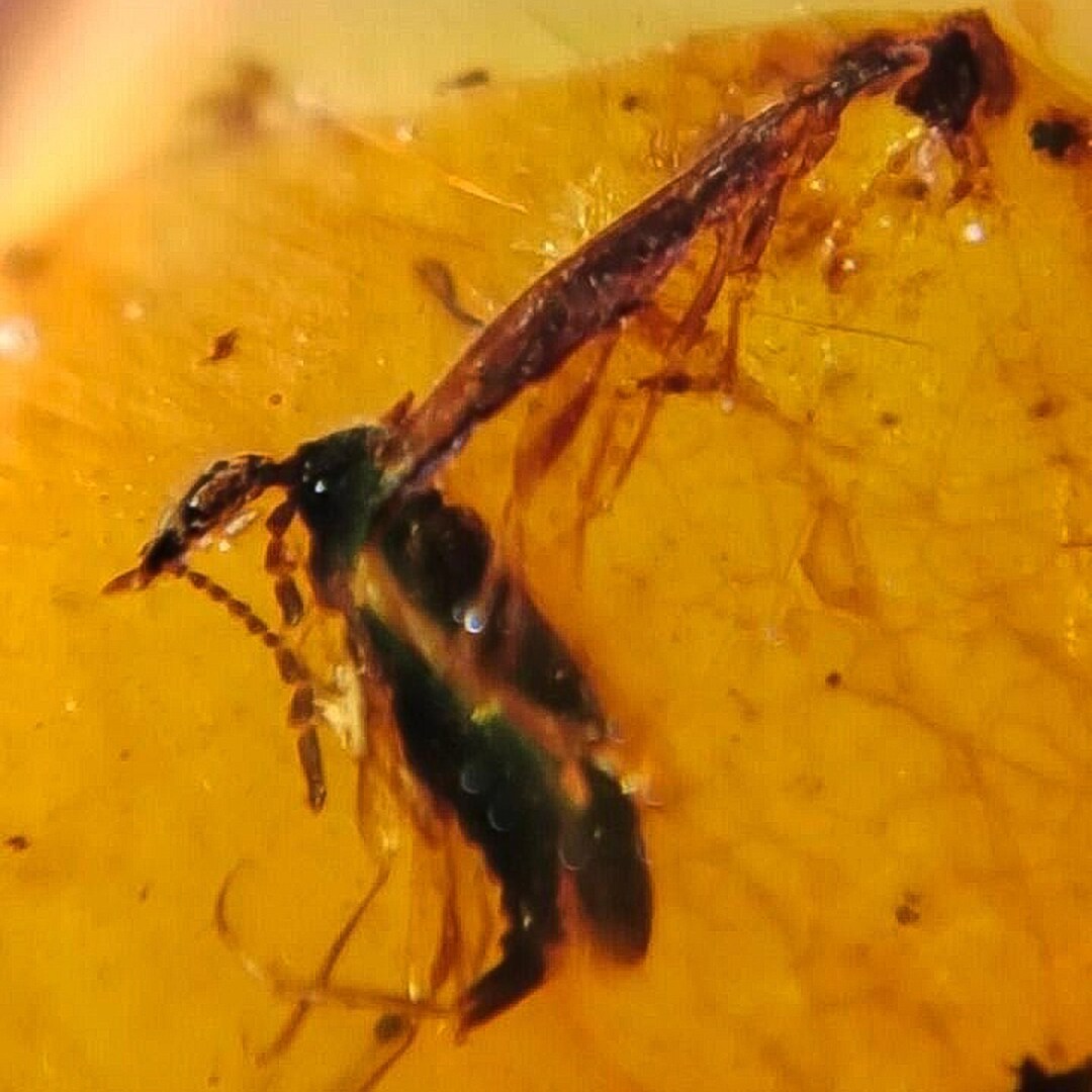 Burmese Insect Amber Coleoptera Beetles and Roach Fossil Cretaceous ...