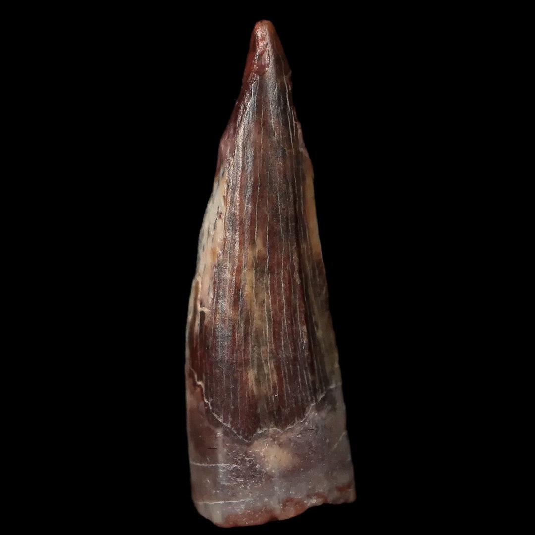 1 Suchomimus Fossil Tooth 100 Million Years Old Cretaceous Dinosaur ...