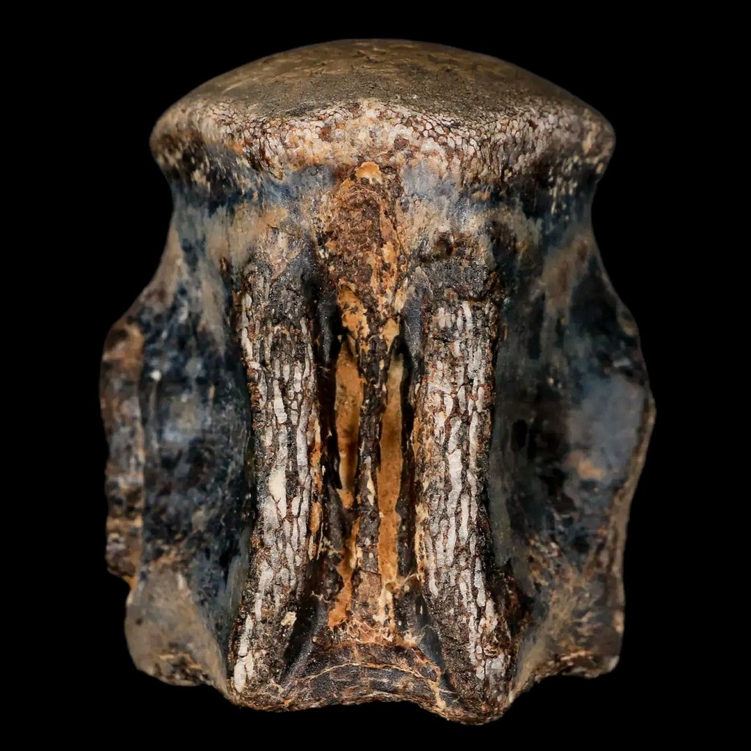 2.1 Mosasaur Fossil Vertebrae Cretaceous Dinosaur Era Texas Ozan ...